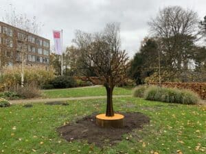 Sizes for all requirements | Memorial-trees.co.uk